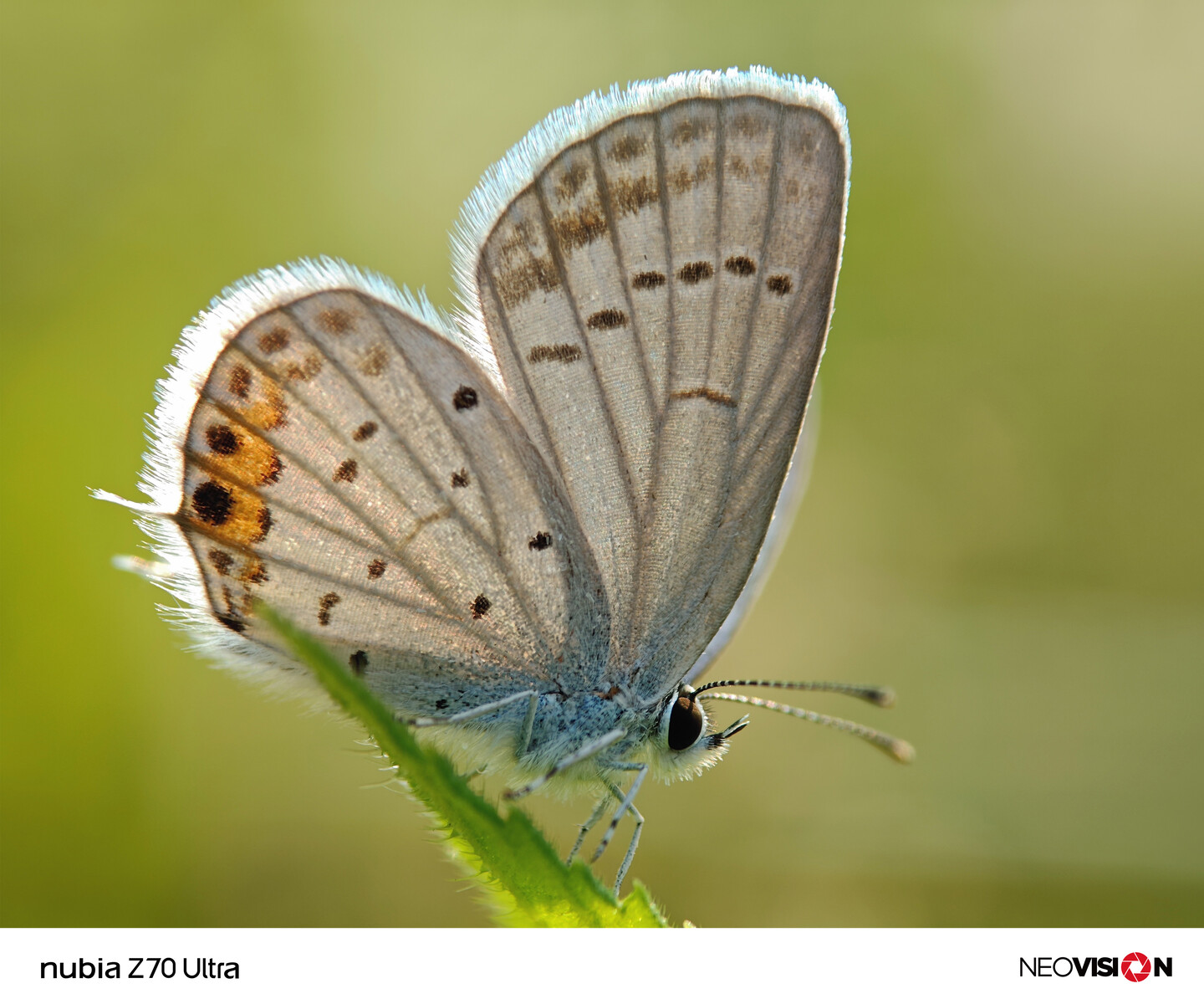 Erste Photos aus der 35mm Kamera des Nubia Z70 Ultra Snapdragon 8 Elite Flaggschiffs zeigen zwei ...