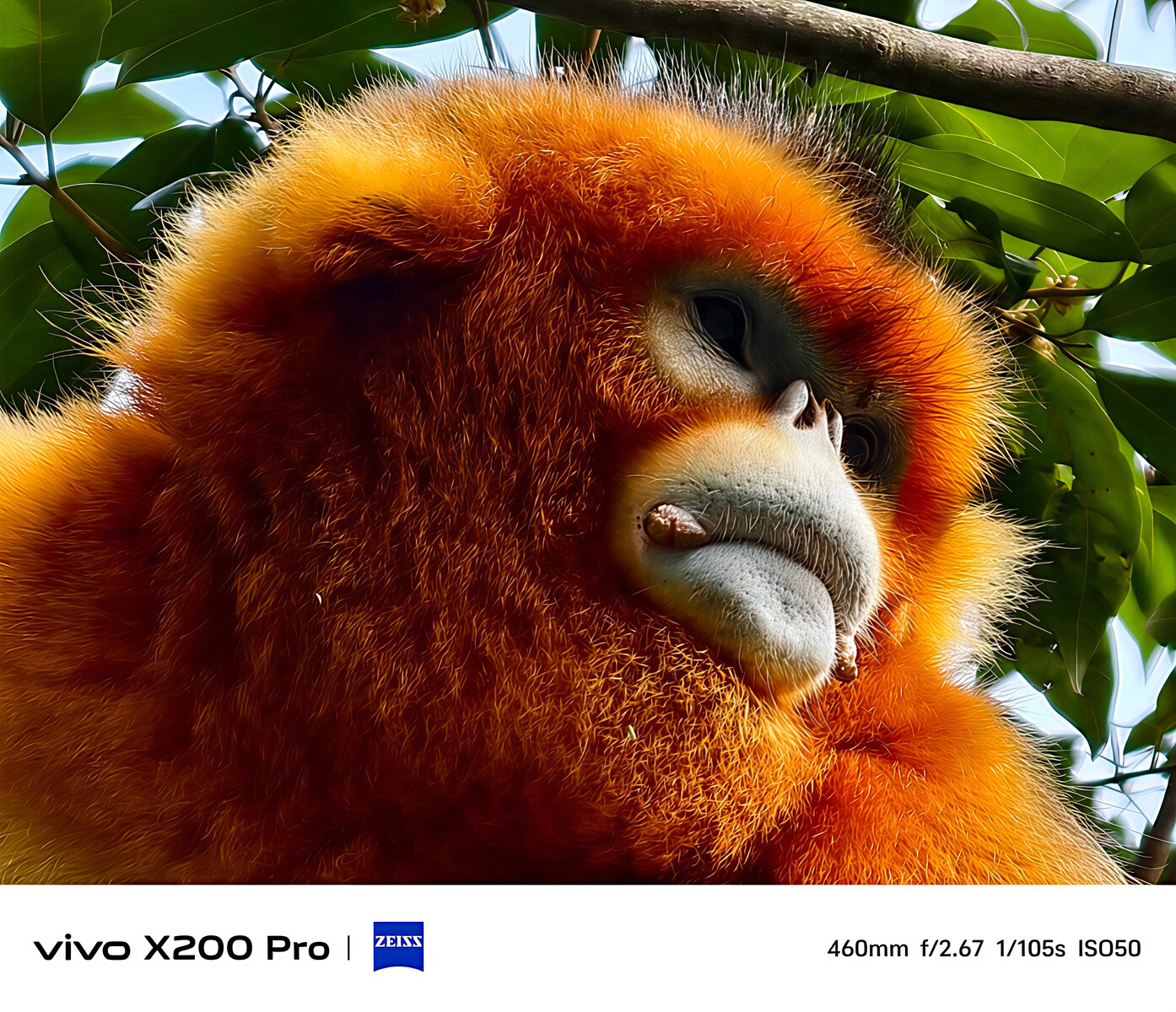 Vivo X200 Pro offiziell mit 200 MP Telefoto und vielen beeindruckenden Photos aus der Zeiss ...