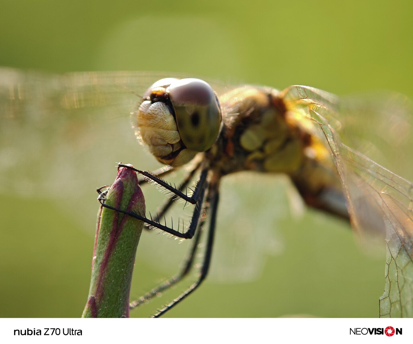 Erste Photos aus der 35mm Kamera des Nubia Z70 Ultra Snapdragon 8 Elite Flaggschiffs zeigen zwei ...